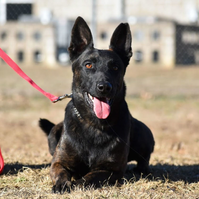 Cletus - Clay's Top Dog