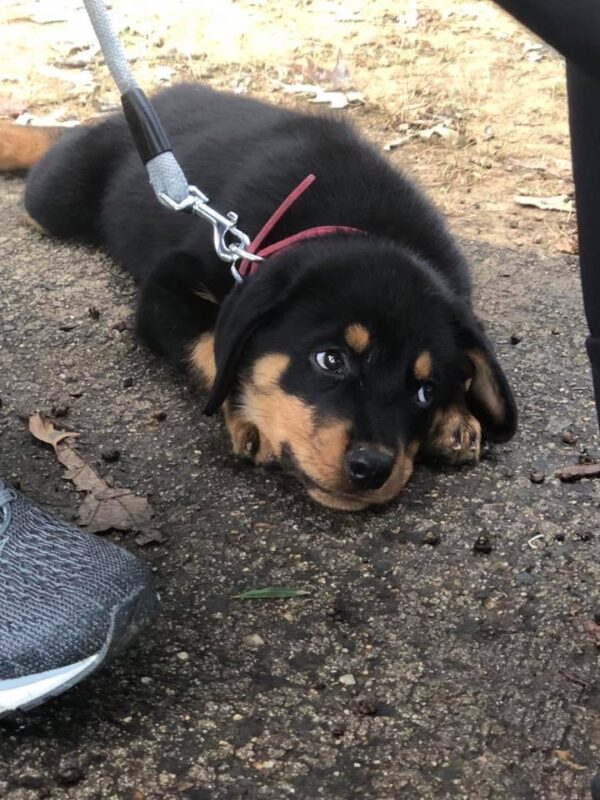 Potty Training - Not Rocket Science - Clay's Top Dog